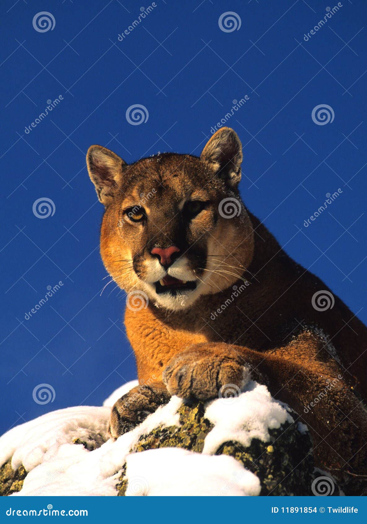 Mountain Lion in Winter stock photo. Image of wild, mountain - 11891854