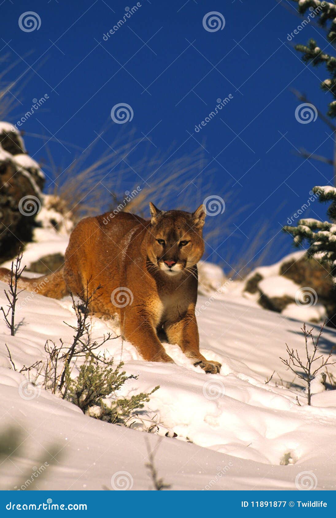 Mountain Lion in Winter stock image. Image of wildlife - 11891877