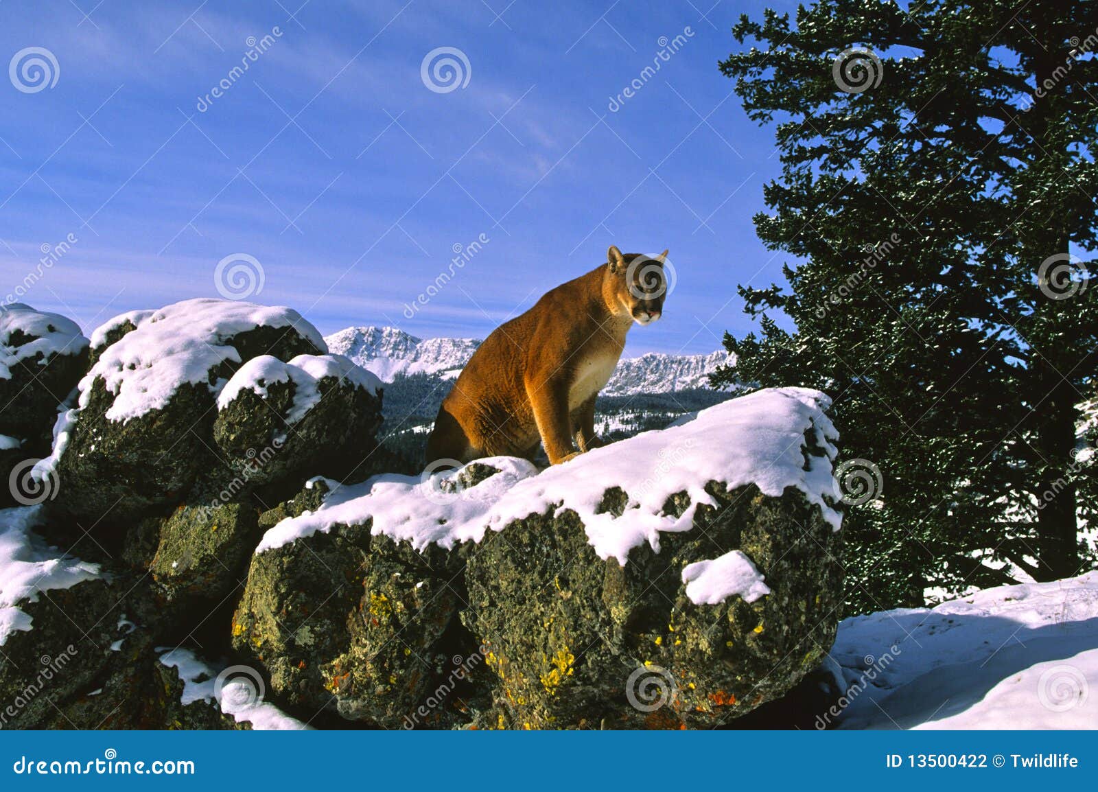 Mountain Lion in Winter stock photo. Image of cougar - 13500422