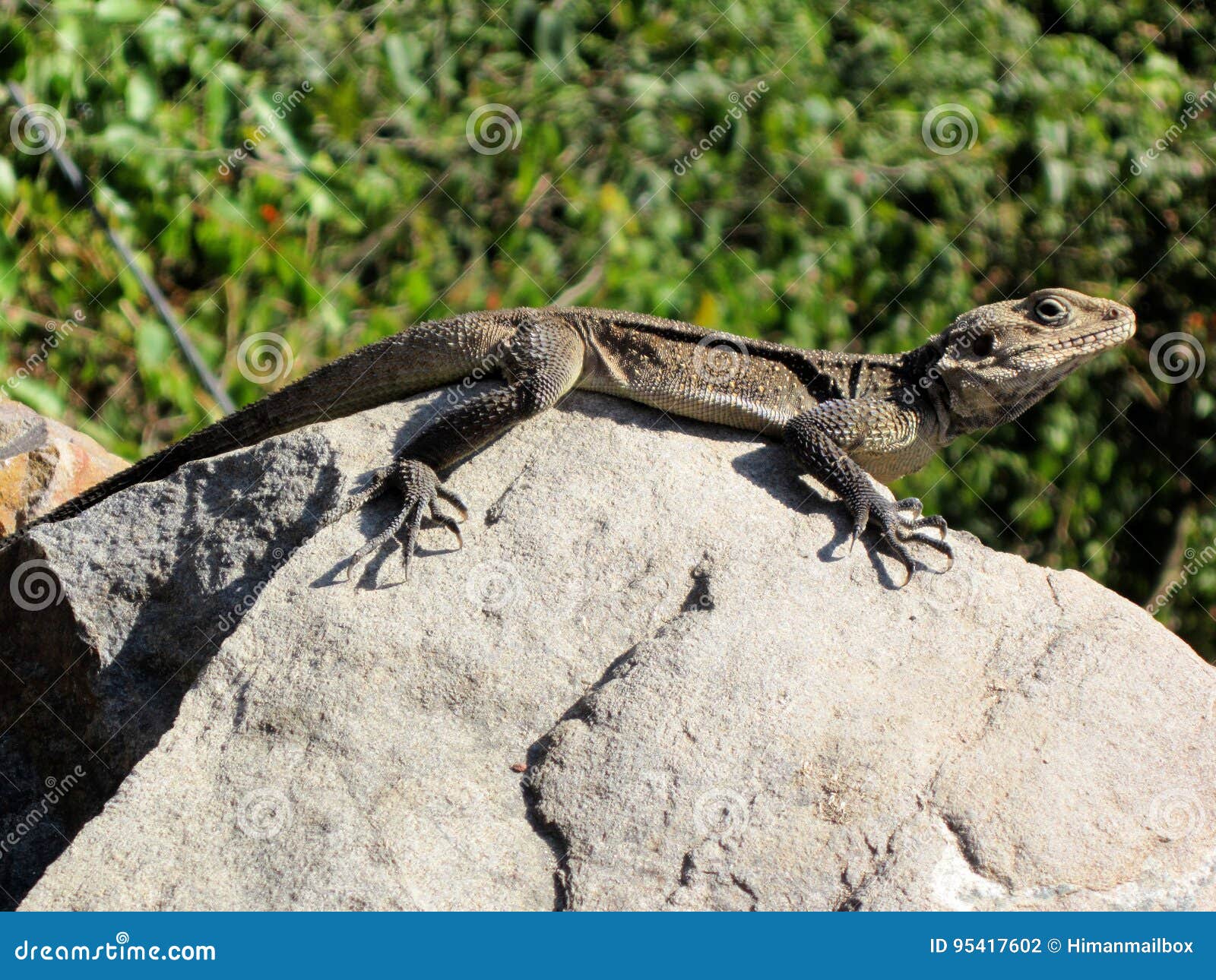 Mountain lizard stock photo. Image of brown, wild, wildlife - 95417602