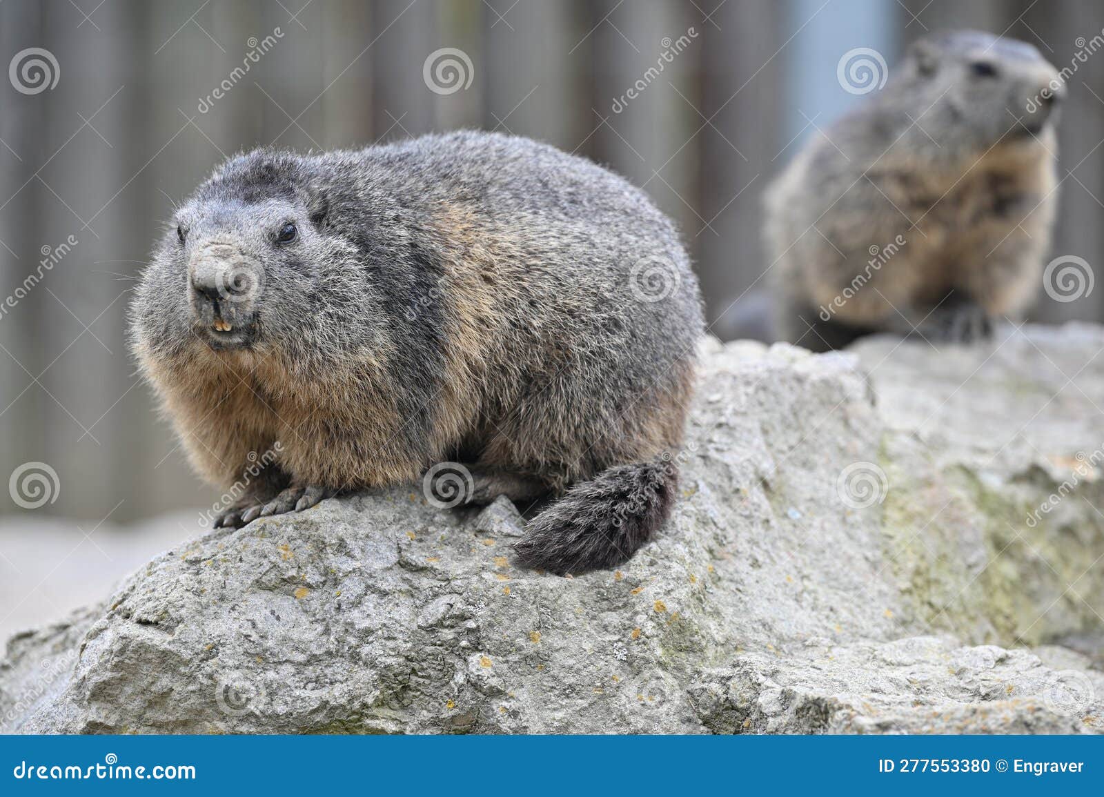 Mountain Marmot Portrait Animals Zoo Stock Photo - Image of habitat ...