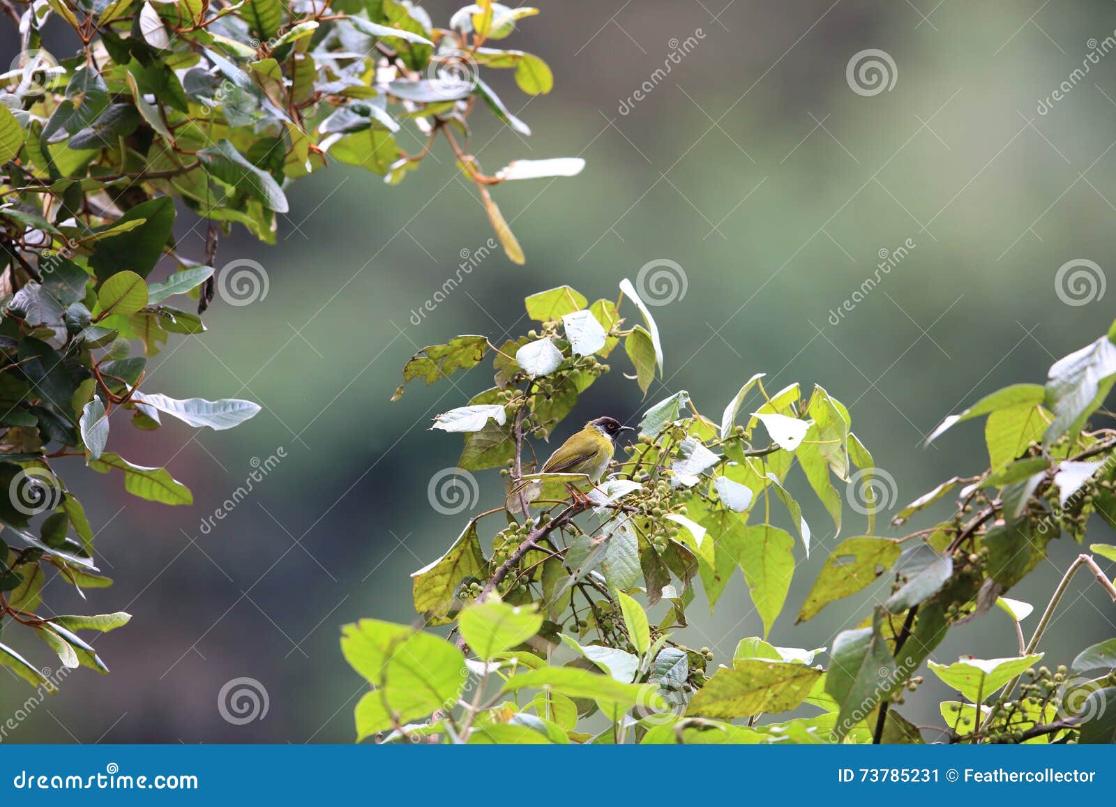 Mountain masked apalis stock image. Image of apalis, black - 73785231