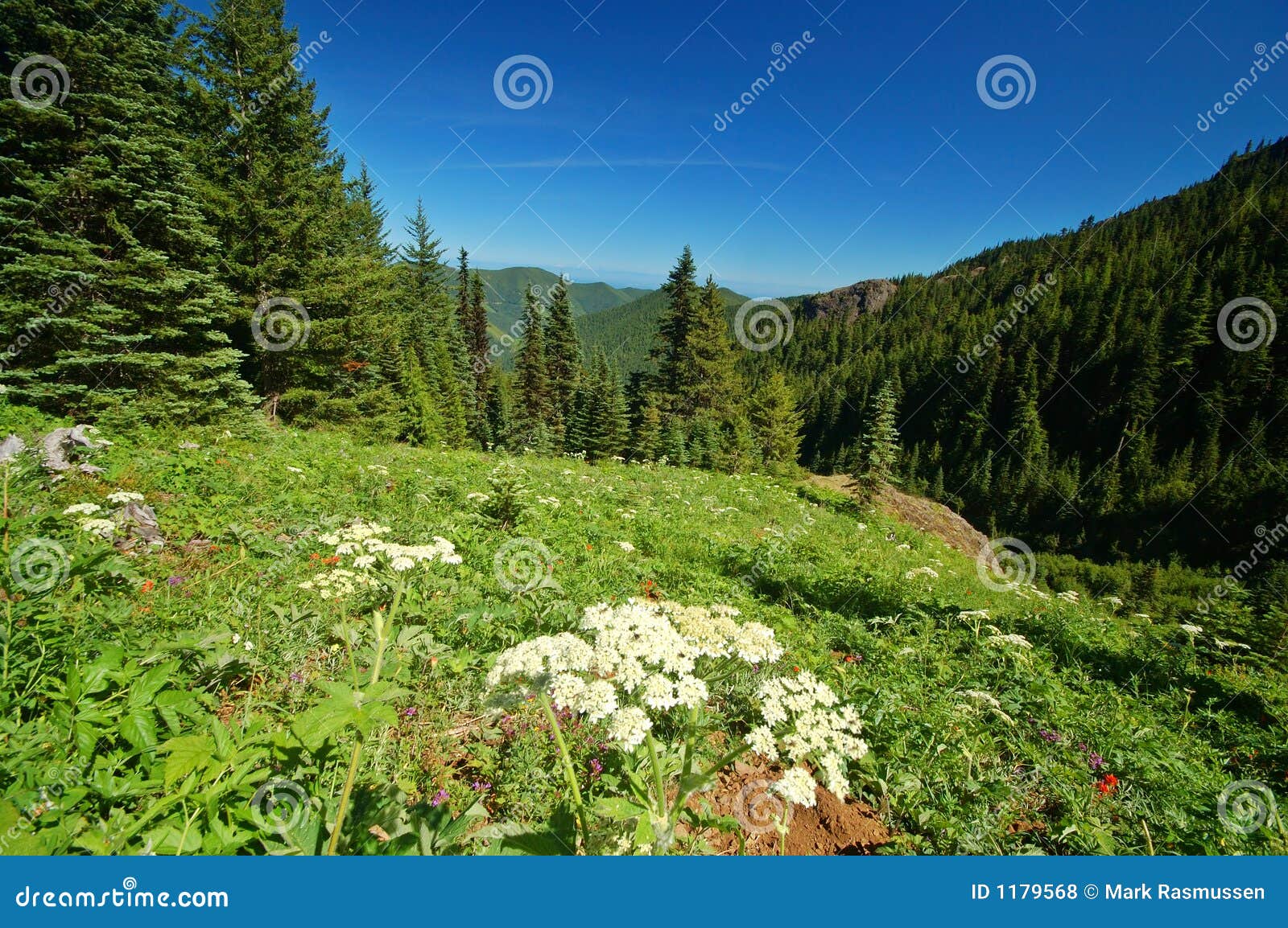Mountain Meadow stock photo. Image of scenenry, nature - 1179568