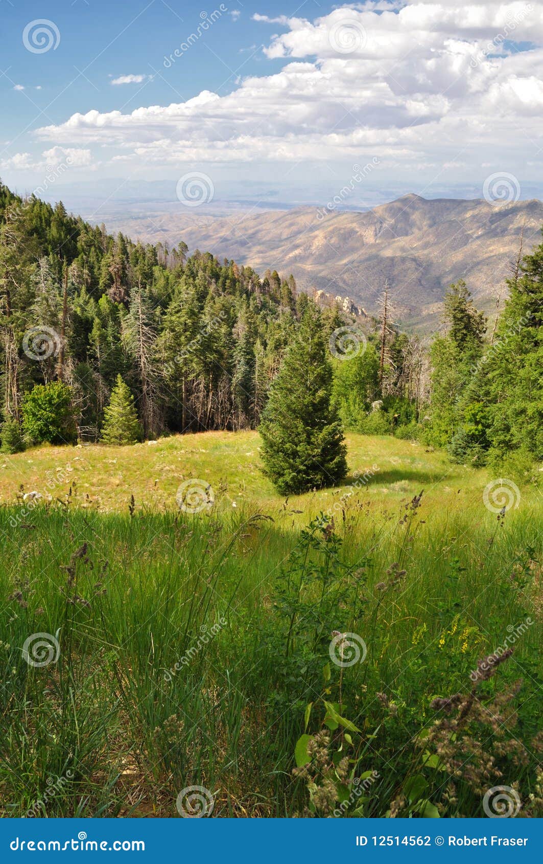 Mountain Meadow stock photo. Image of forest, landscape - 12514562