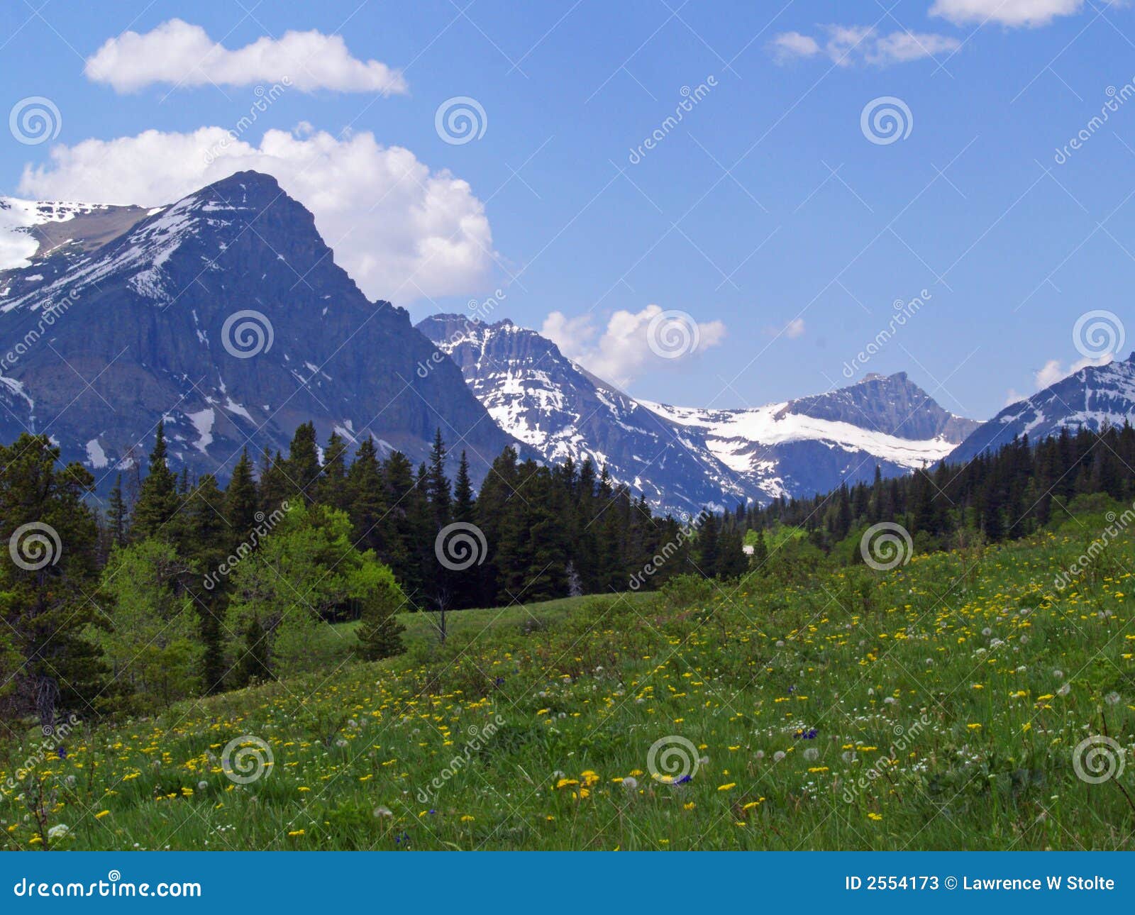 Mountain Meadow stock image. Image of wilderness, weeds - 2554173