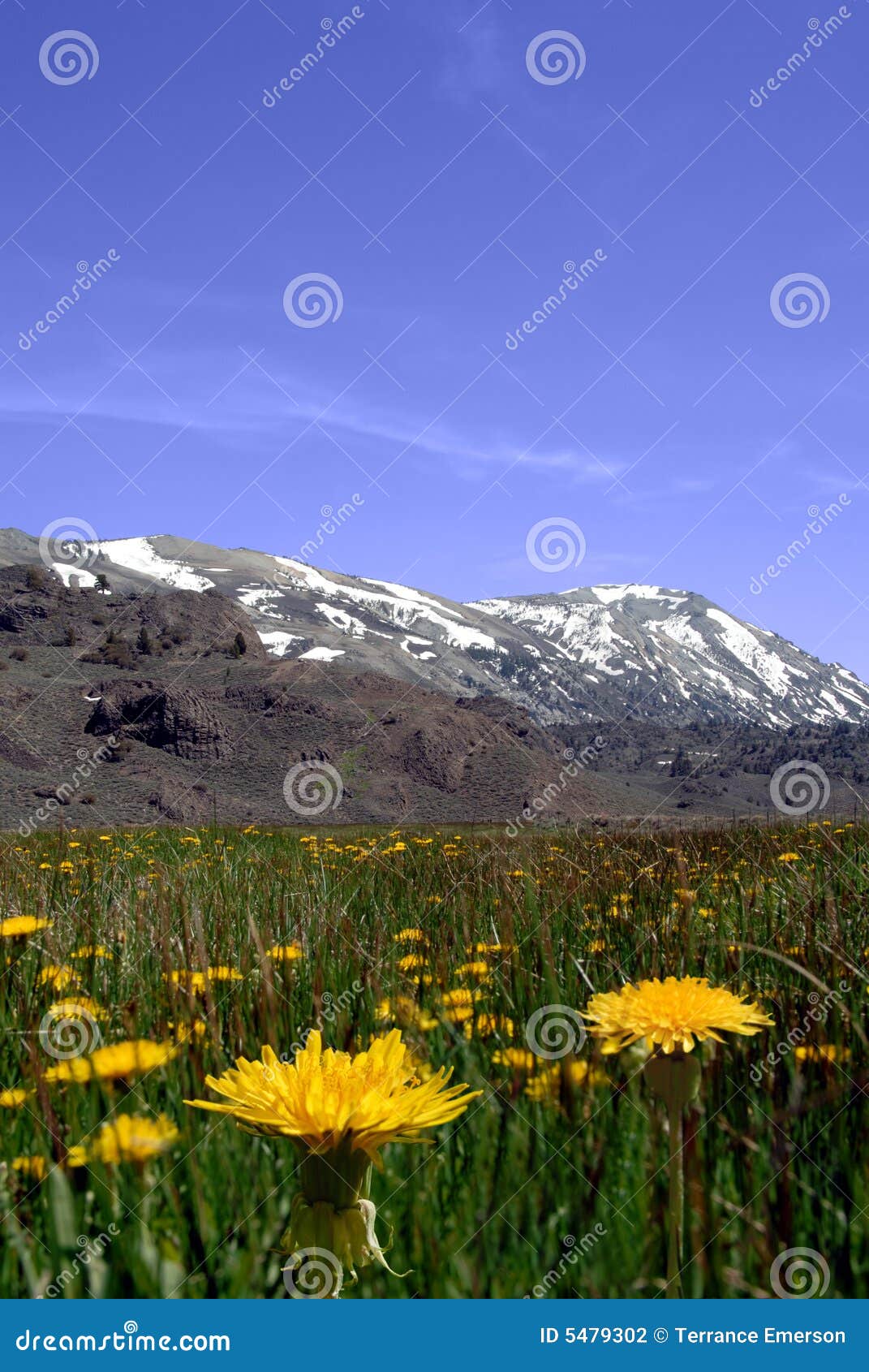 Mountain Meadow stock photo. Image of summer, scene, sierra - 5479302