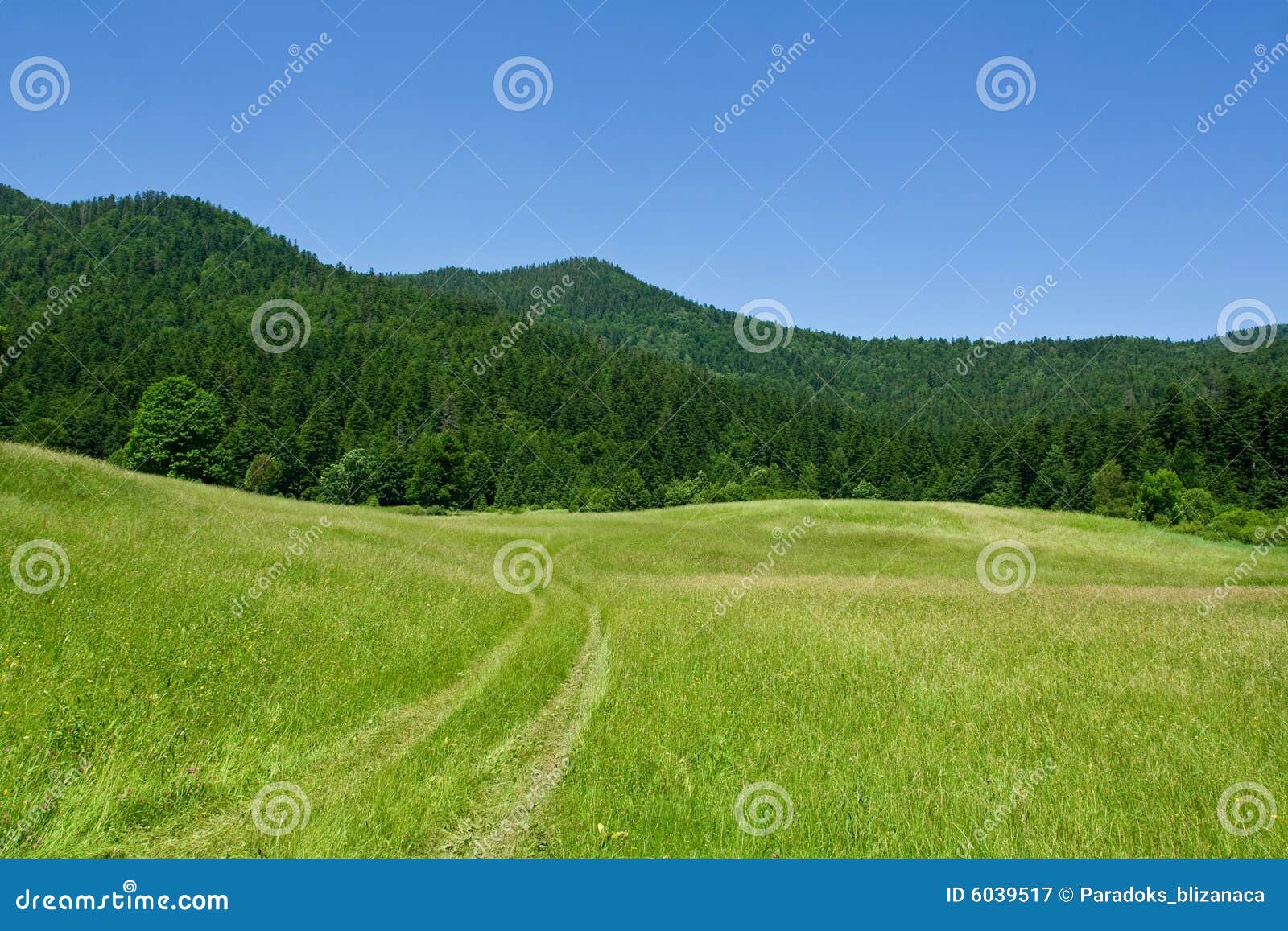 Mountain Meadow Scene during Summer Day Stock Image - Image of mountain ...