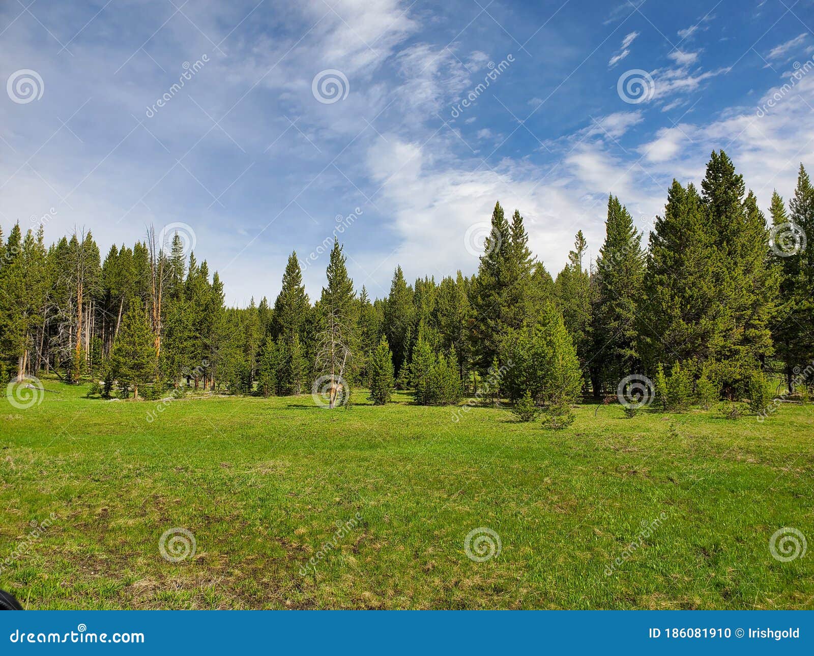 Mountain Meadow Yellowstone National Park Stock Photo - Image of ...