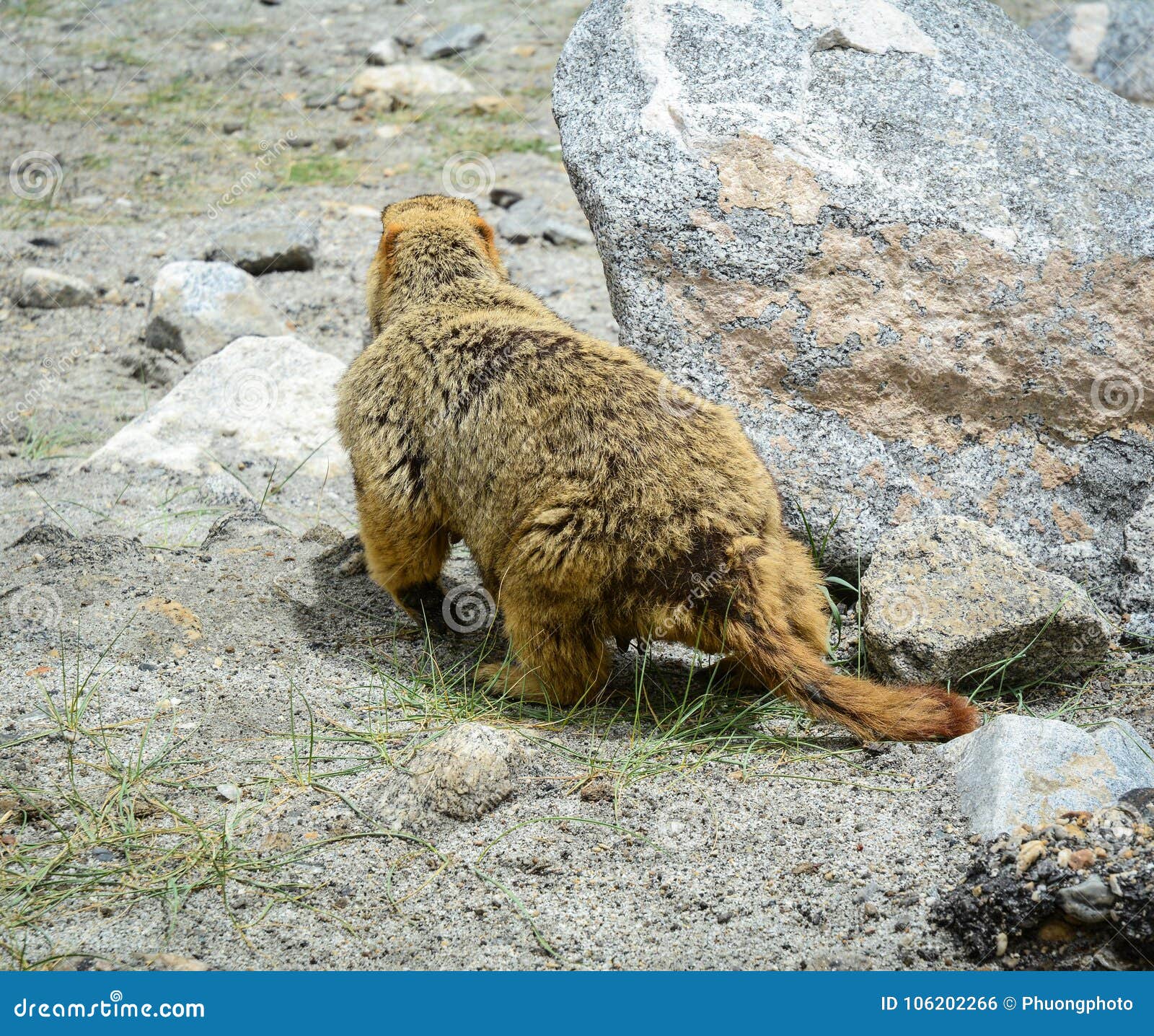 Mountain Mole on Hill in Ladakh, India Stock Photo - Image of green ...