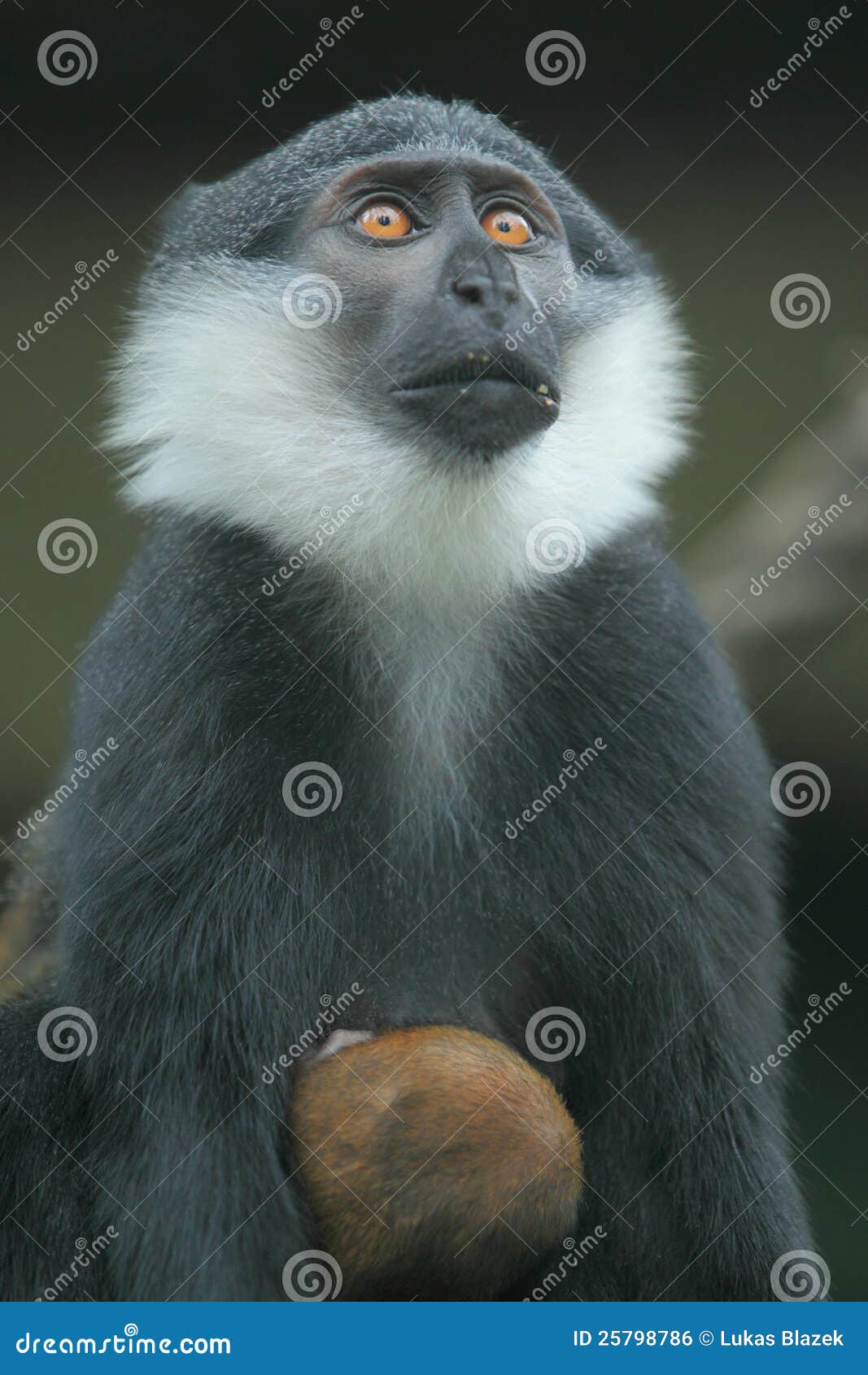 Mountain monkey stock photo. Image of adult, detail, hoest - 25798786