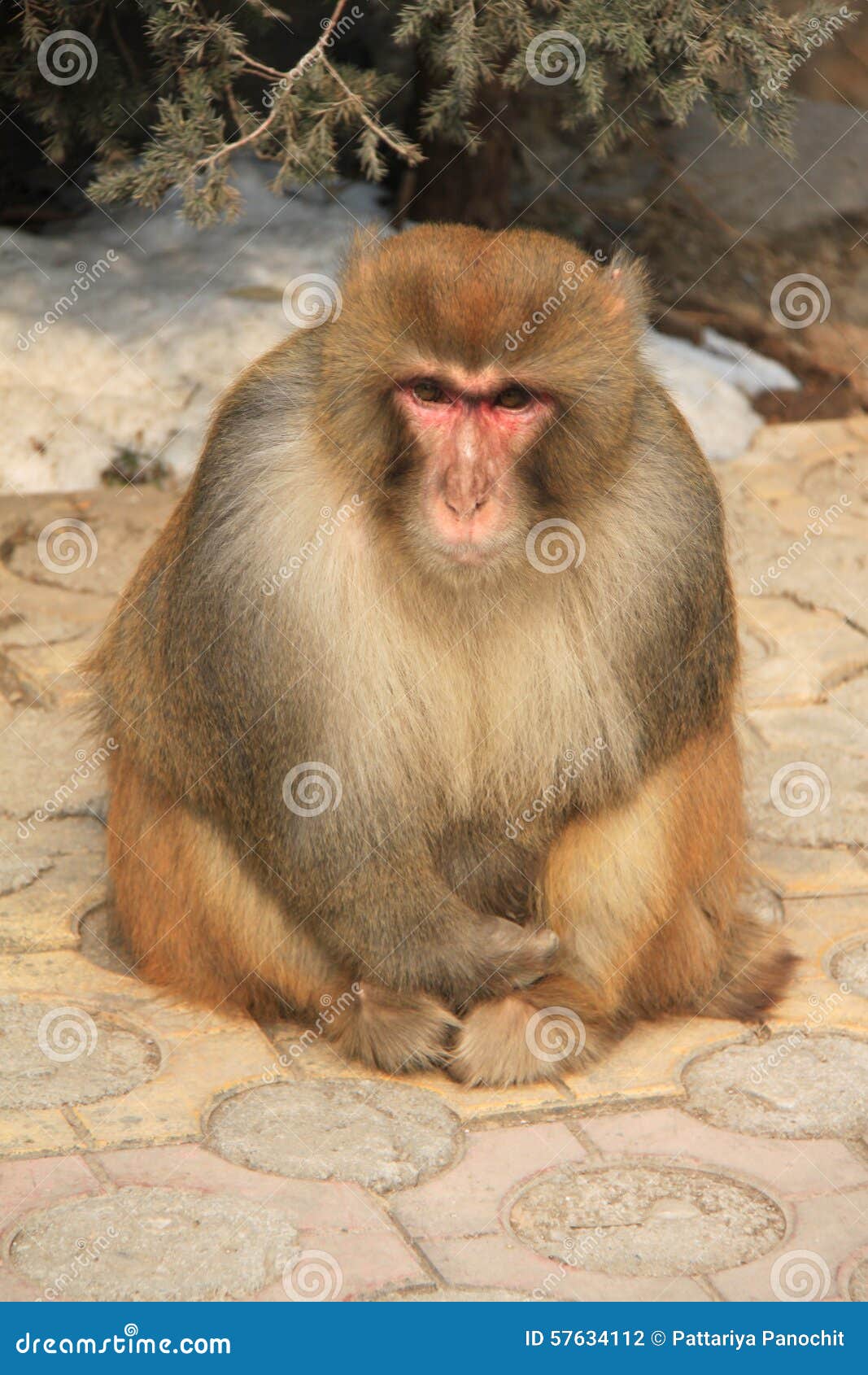 Mountain Monkey Feeling Cold Stock Photo - Image of waiting, wildlife ...