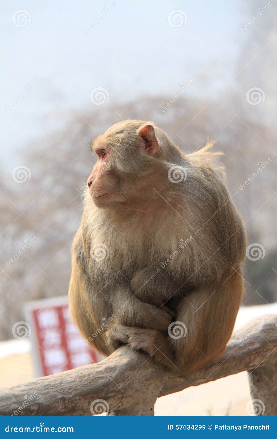 Mountain Monkey Feeling Cold Stock Image - Image of relax, wild: 57634299