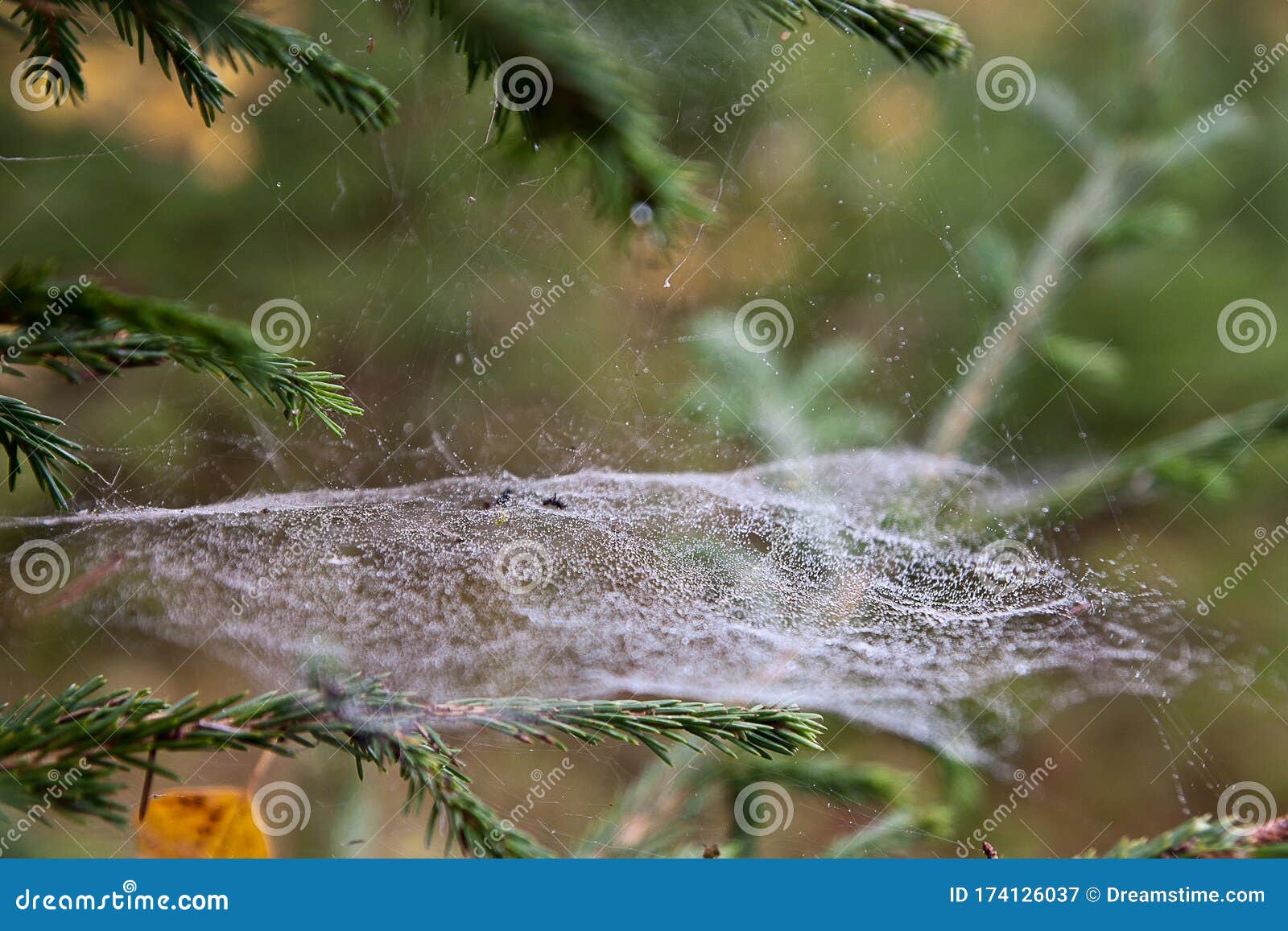 Beautiful Natural Web in Russia Stock Image - Image of rocks, cloud ...