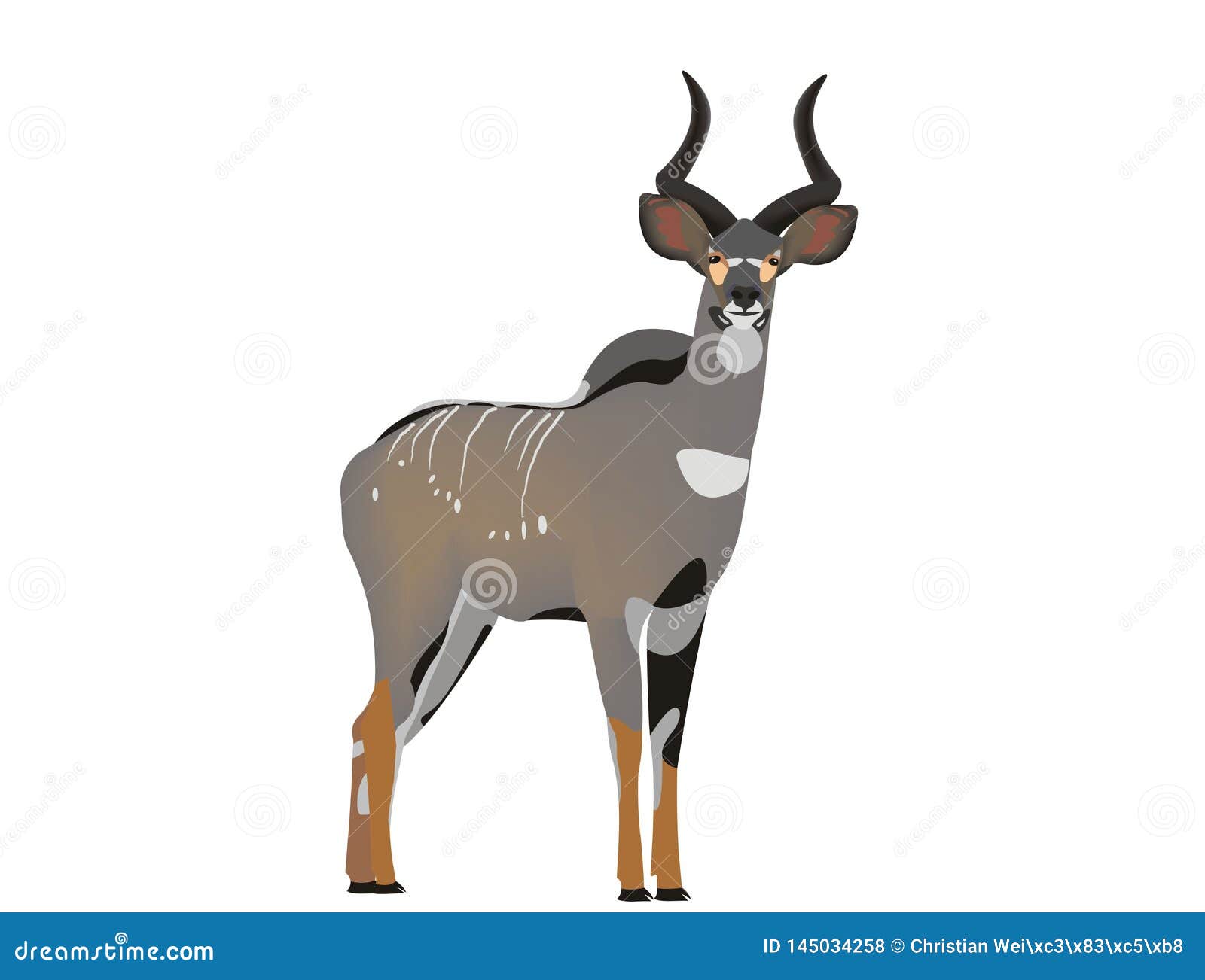 Mountain Nyala, Tragelaphus Buxtoni Stock Vector - Illustration of ...