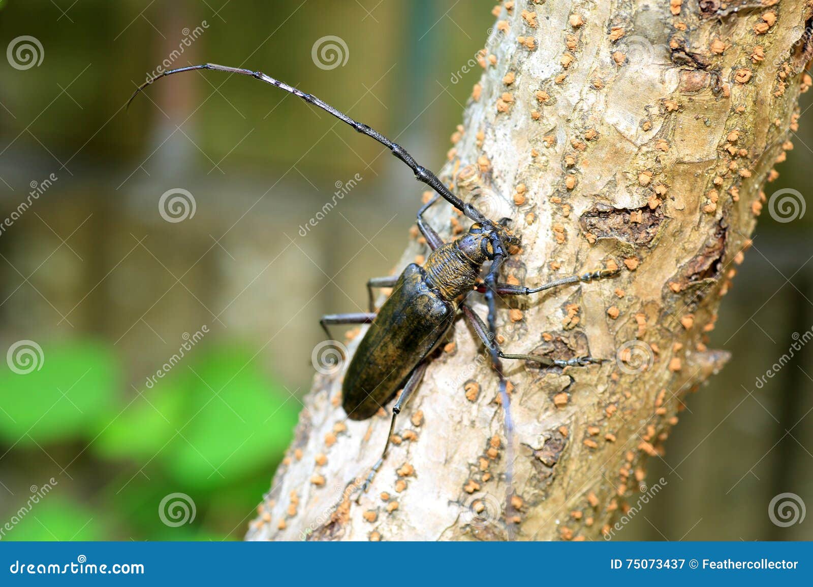 Mountain Oak Longhorned Beetle Stock Image - Image of insect, summer ...