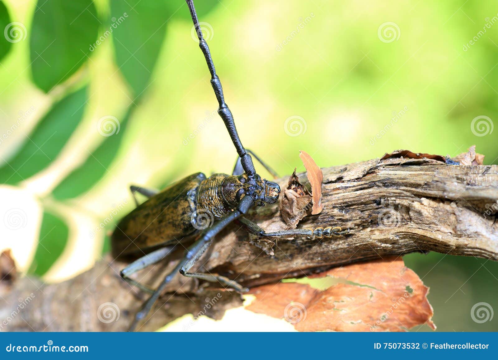 Mountain Oak Longhorned Beetle Stock Photo - Image of background ...