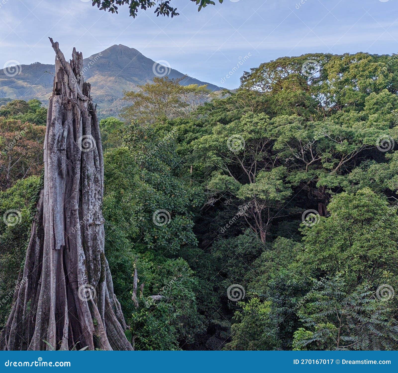 Mountain with Old Tree Under the Mountain View Stock Image - Image of ...