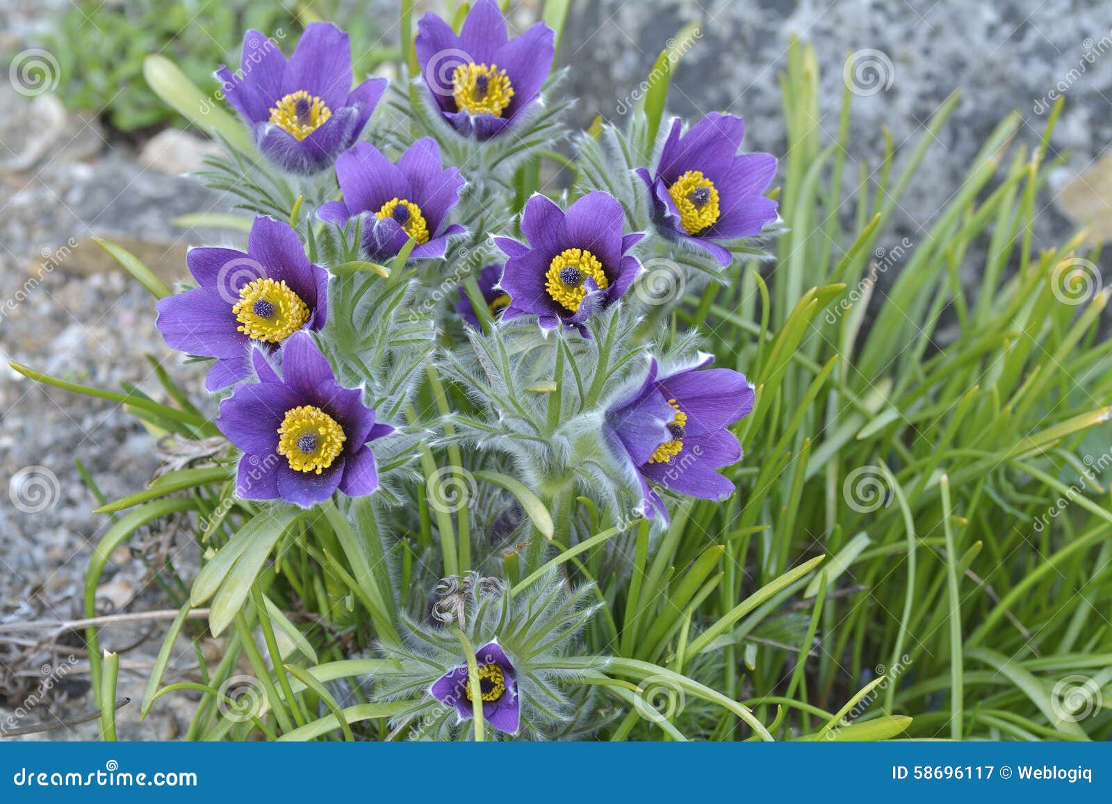Mountain Pasqueflower (Pulsatilla Montana) Stock Image - Image of ...