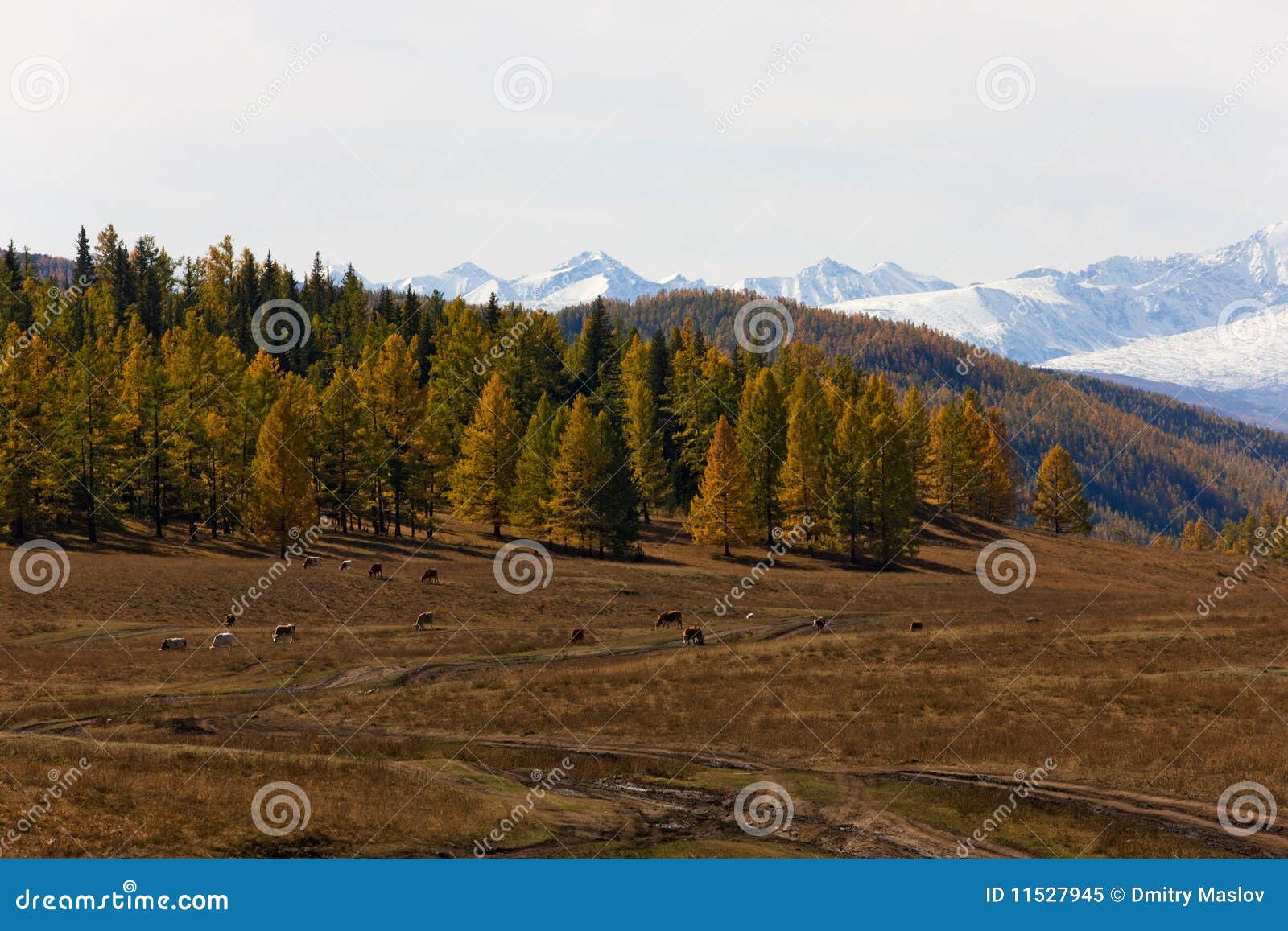 Mountain pasture stock image. Image of altai, season - 11527945