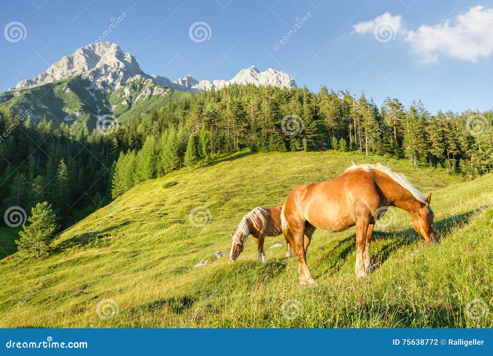 Mountain Pasture with Horses Stock Photo - Image of alps, animal: 75638772