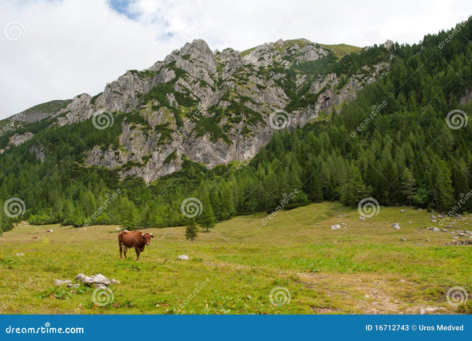Mountain pastures stock image. Image of mammal, landscape - 16712743