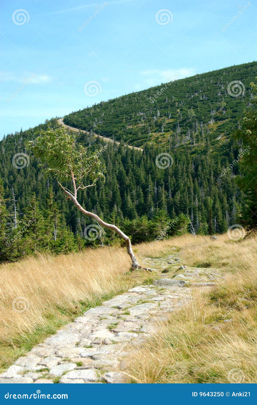 Mountain path stock photo. Image of trip, peaks, tree - 9643250