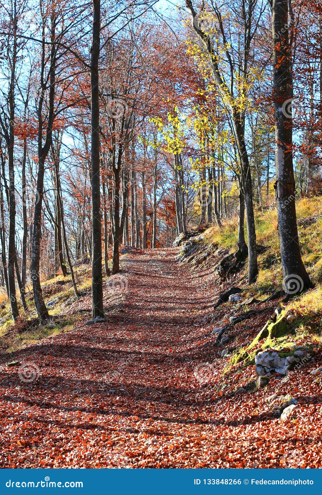 Mountain Path in the Autumn Trees Stock Photo - Image of track, fall ...