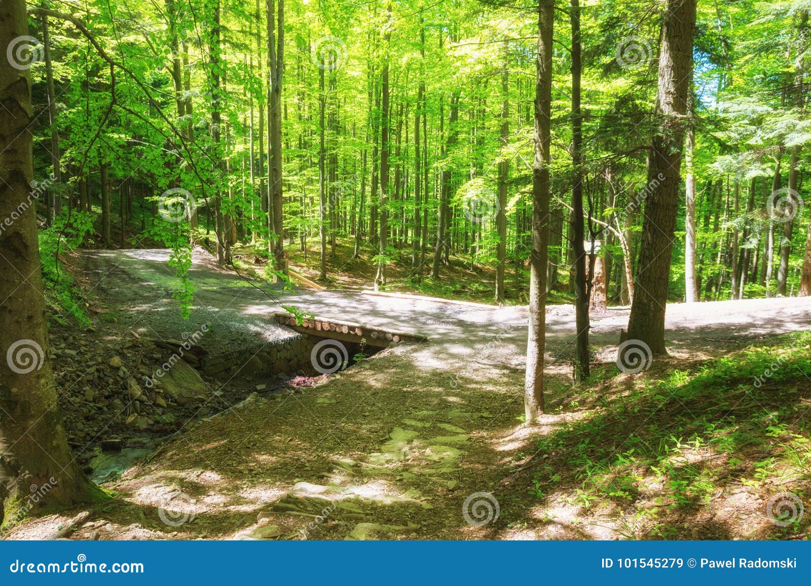 Mountain Path in Dense Green Forest. Path Over Small Stream in the ...