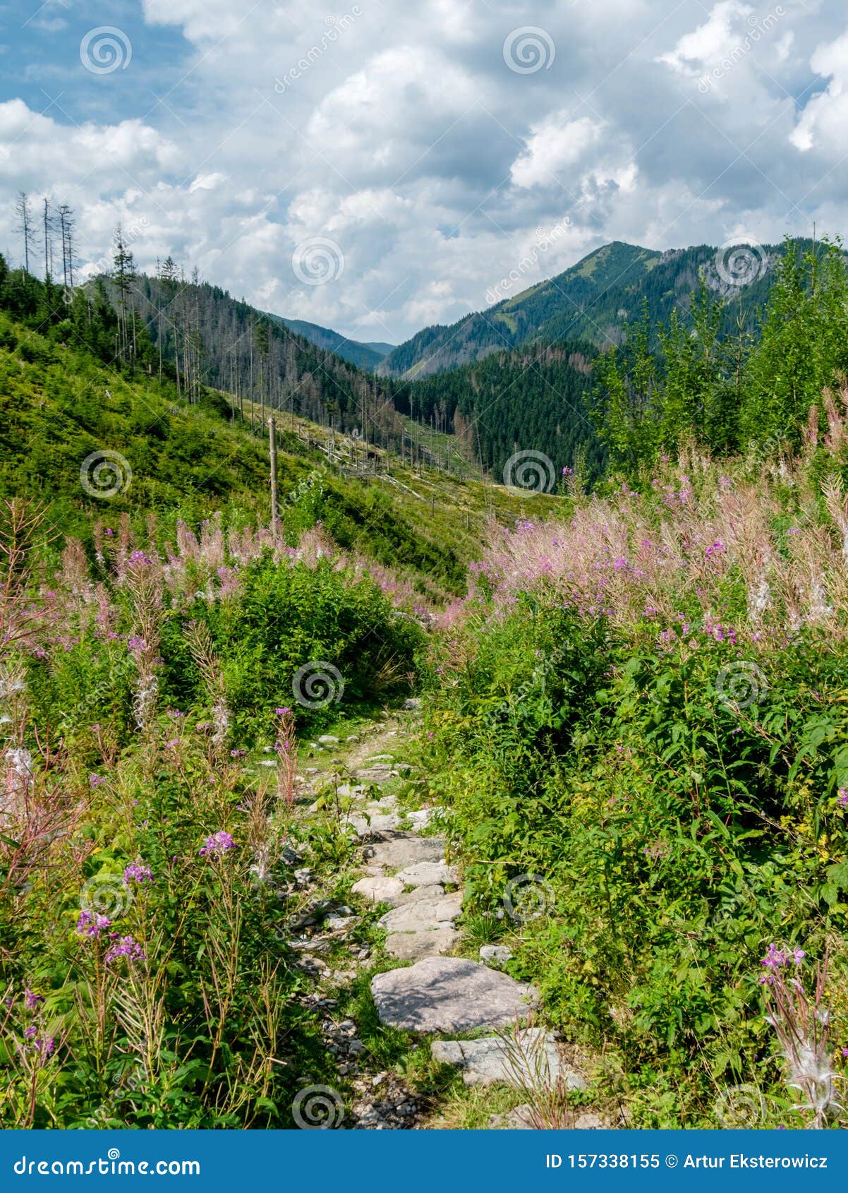 Mountain Path among Flowers Stock Image - Image of mechanics, manual ...