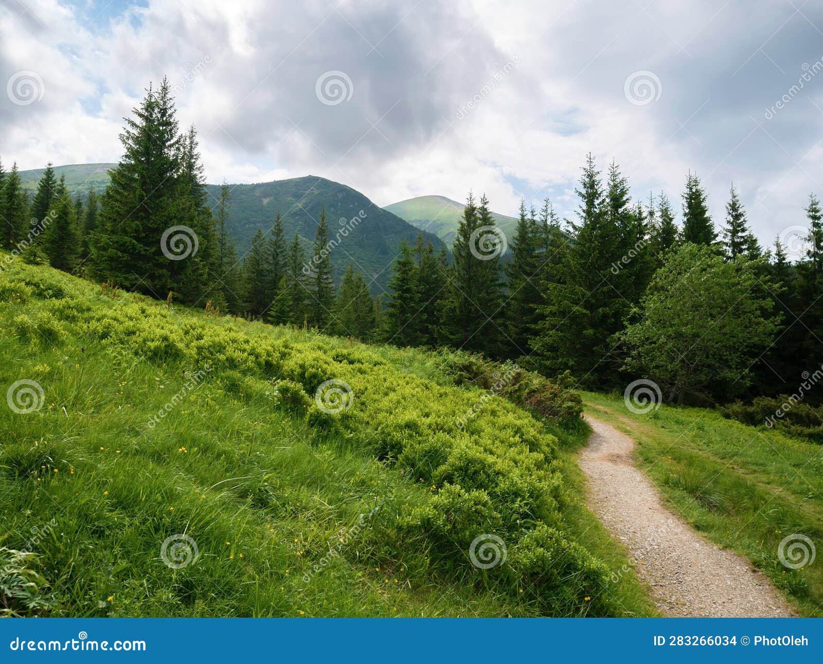 Mountain Path Leading To the Mountains through the Pine Forest Stock ...