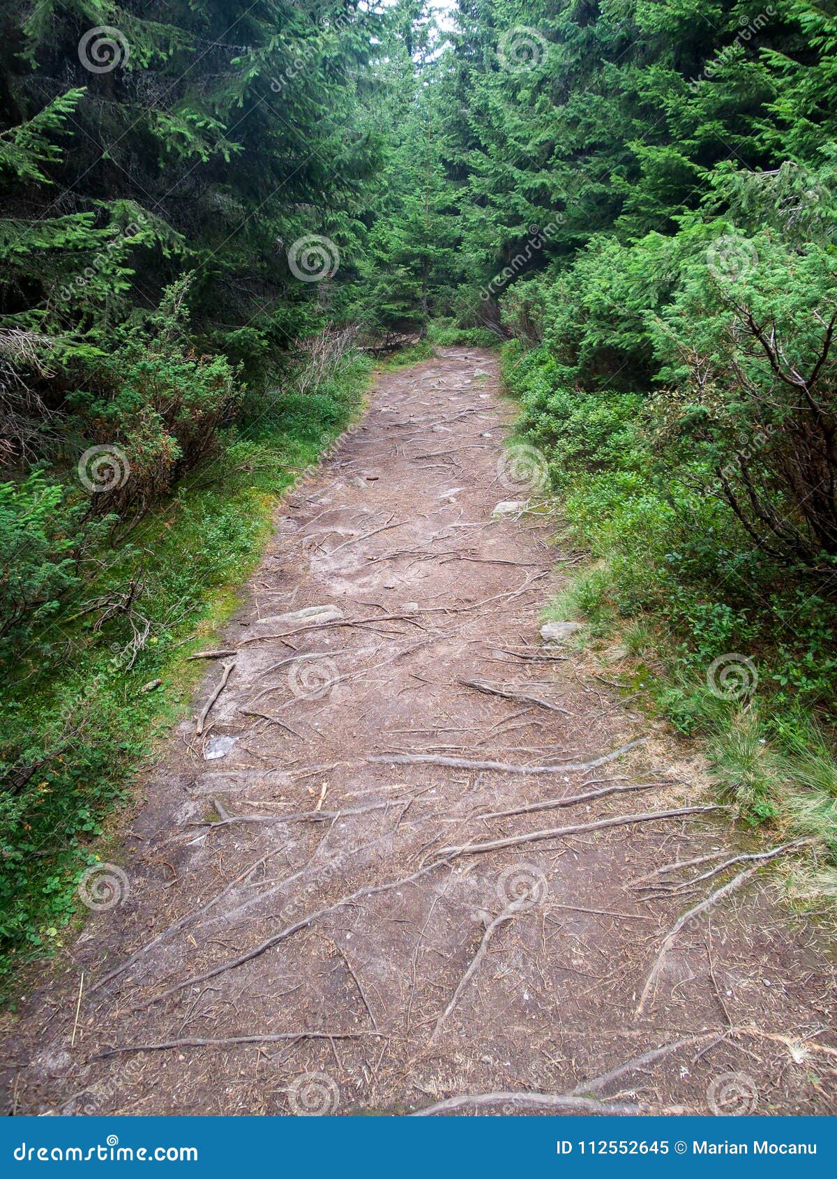 Mountain Path in a Middle of a Forest Stock Image - Image of mountain ...