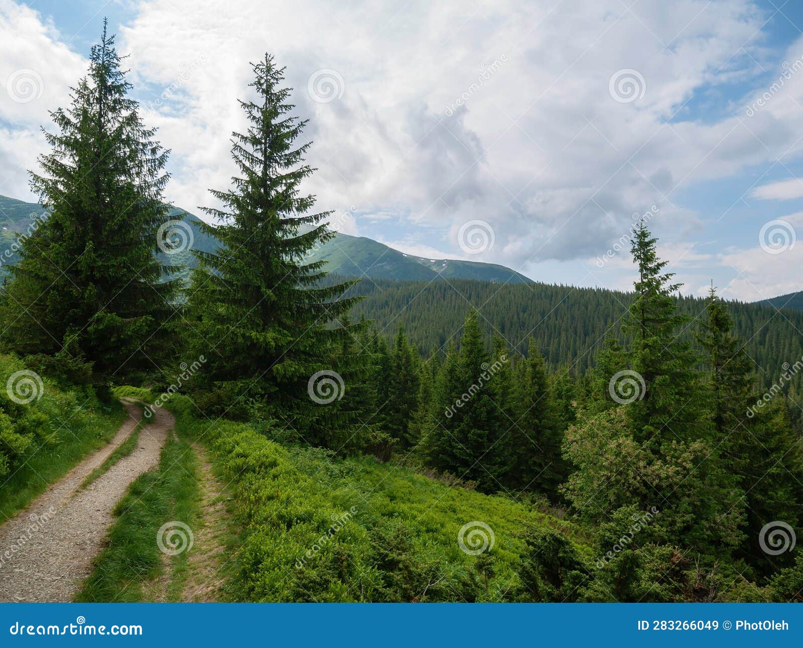Mountain Path between Pine Trees Leading To the Mountains Stock Image ...