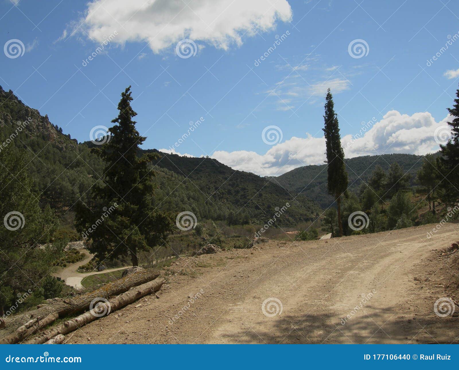 Mountain Path through Pine Trees and Vegetation Stock Photo - Image of ...