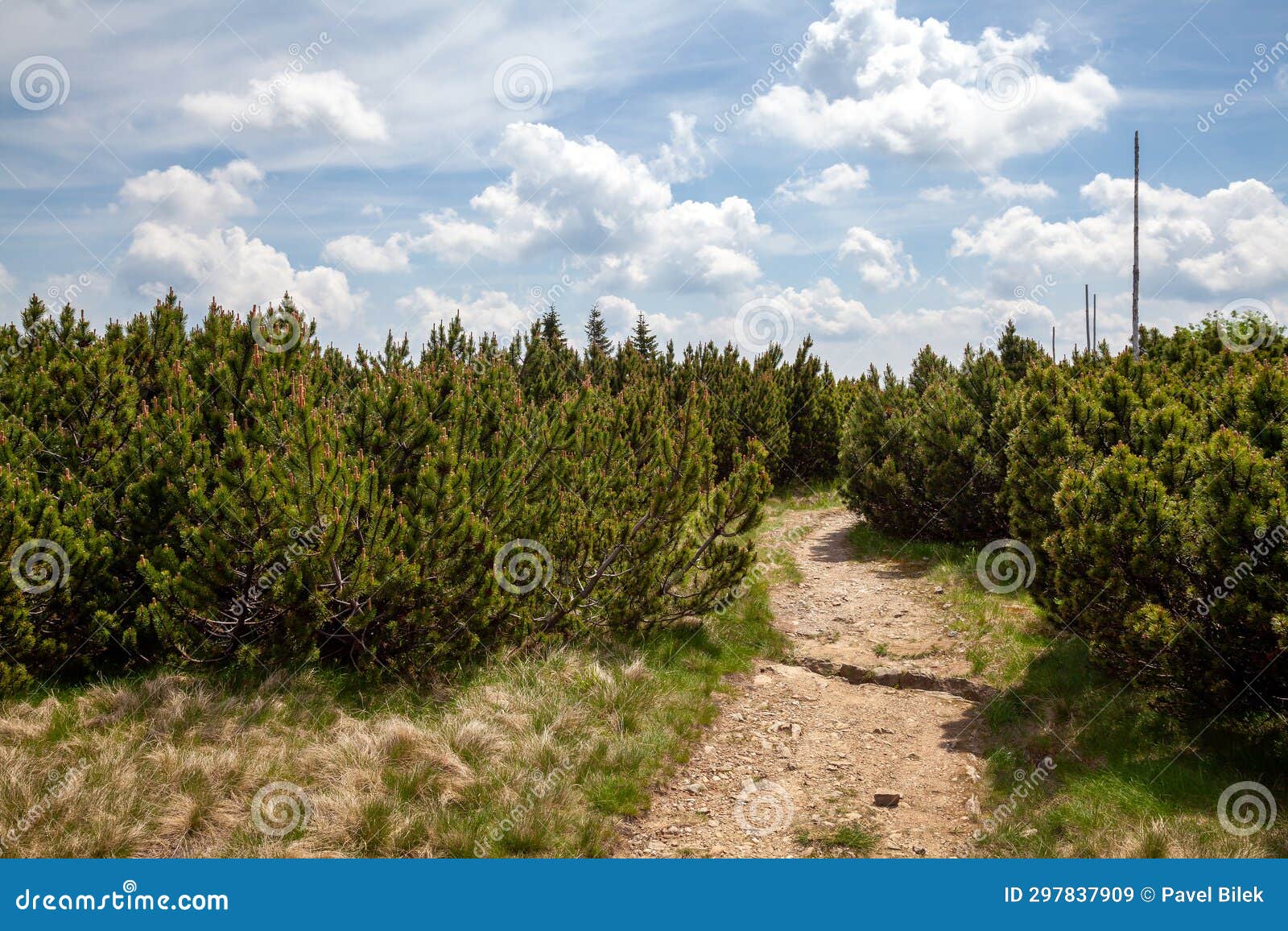Mountain Path, Mountain Scenery, Giant Mountains, Dwarf Mountain Pine ...