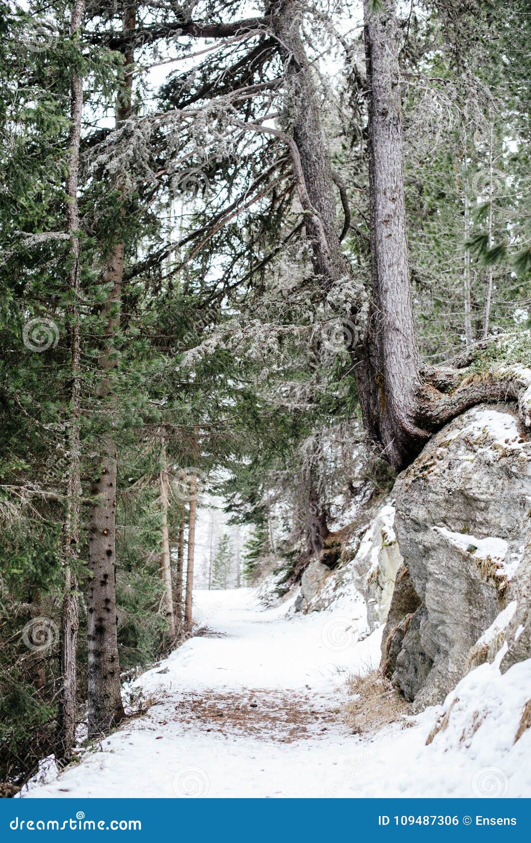 Mountain Path in the Snowy Forest Stock Photo - Image of country ...