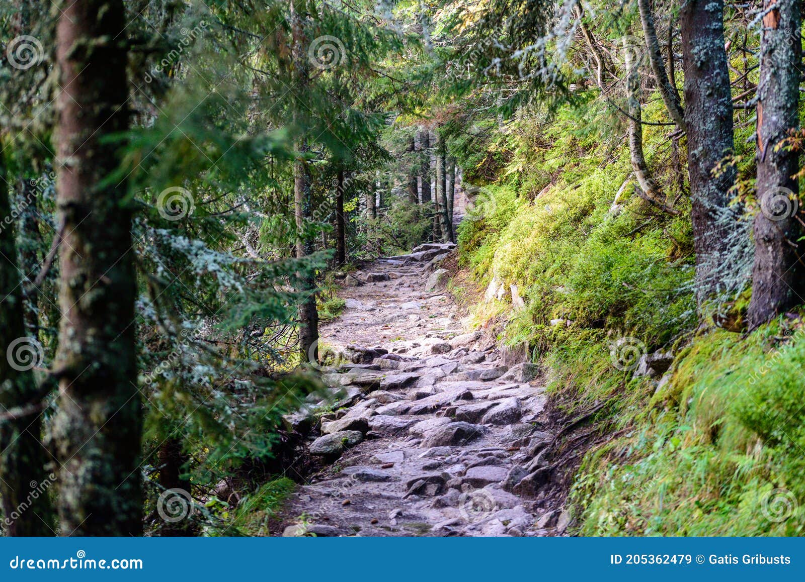 Mountain Pathway in Deep Forest Stock Image - Image of landscape, tree ...
