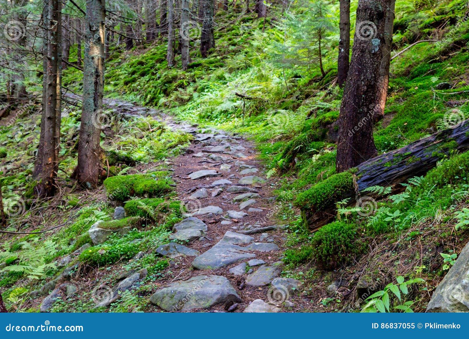 Mountain Pathway in Deep Forest Stock Image - Image of landscape, path ...