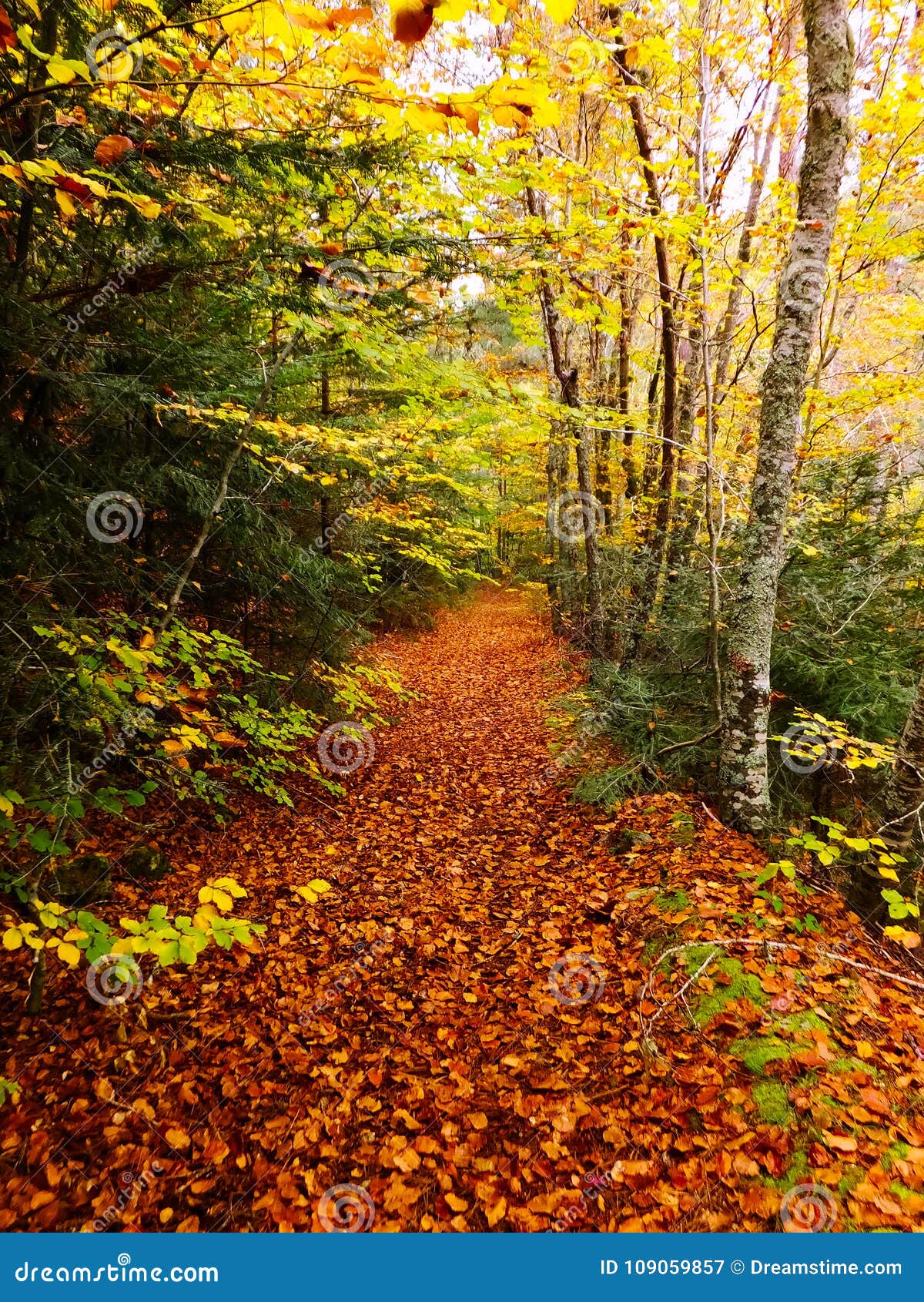 Mountain Pathway during Fall Stock Image - Image of fall, mountain ...