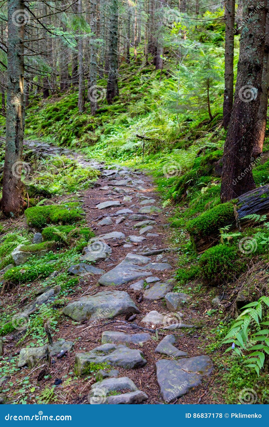 Mountain pathway in forest stock photo. Image of park - 86837178