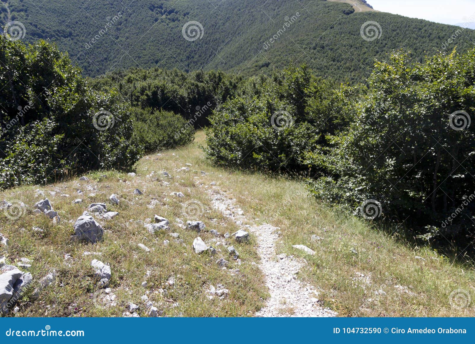 Mountain pathway stock photo. Image of adventure, foliage - 104732590