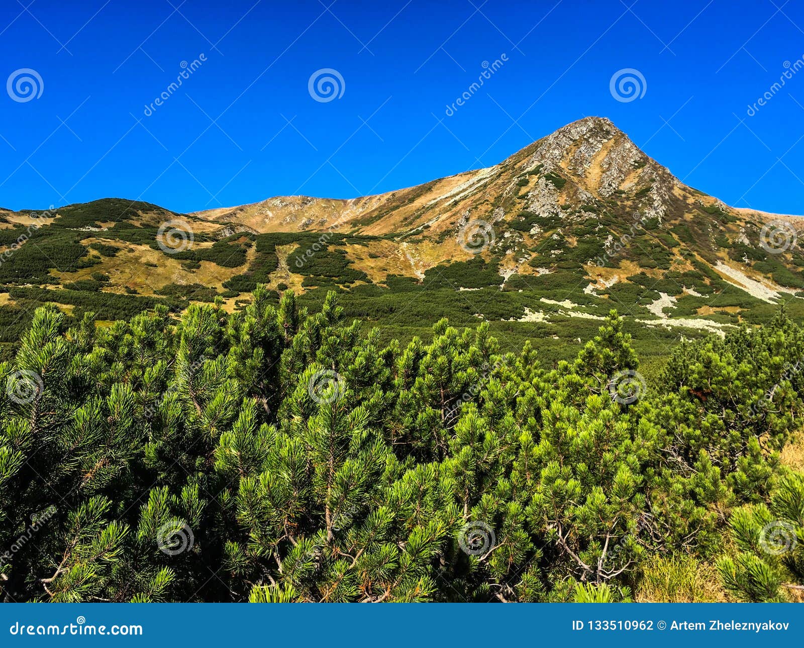 Mountain peak among pines stock photo. Image of pines - 133510962