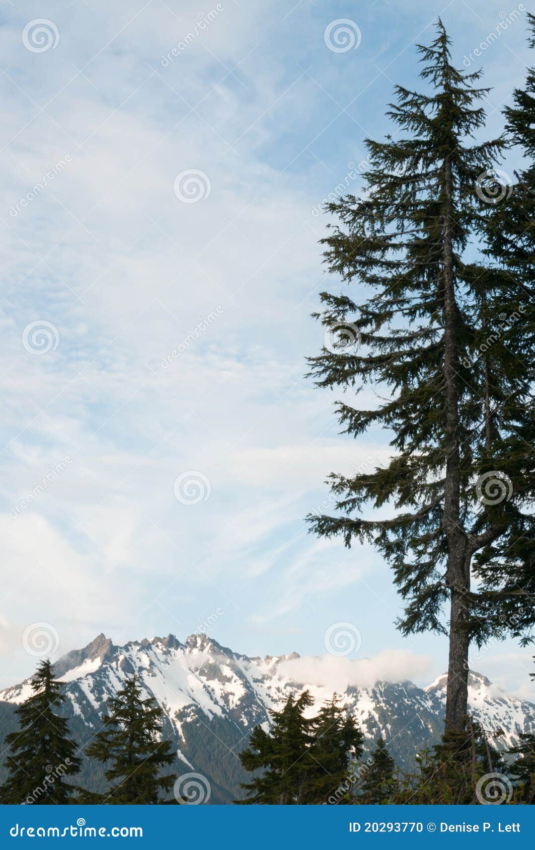 Mountain Peaks and Evergreen Trees Stock Photo - Image of clouds ...