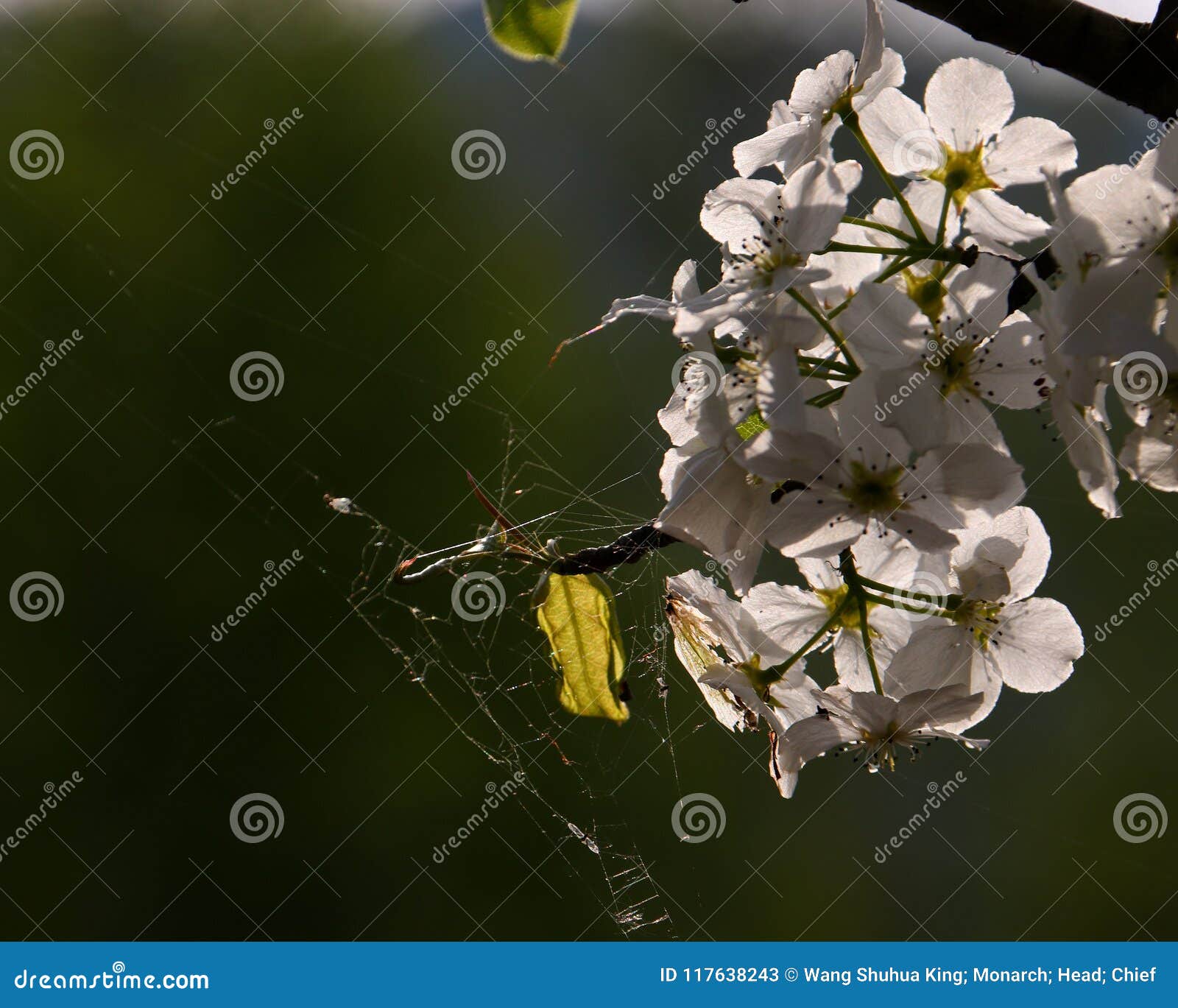 Mountain pear flower stock image. Image of farm, float - 117638243