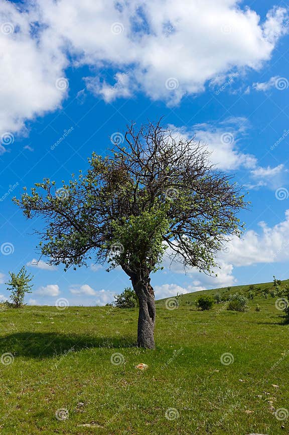 Mountain Pear Tree, Wild Mountain Pear Tree Stock Photo - Image of ...