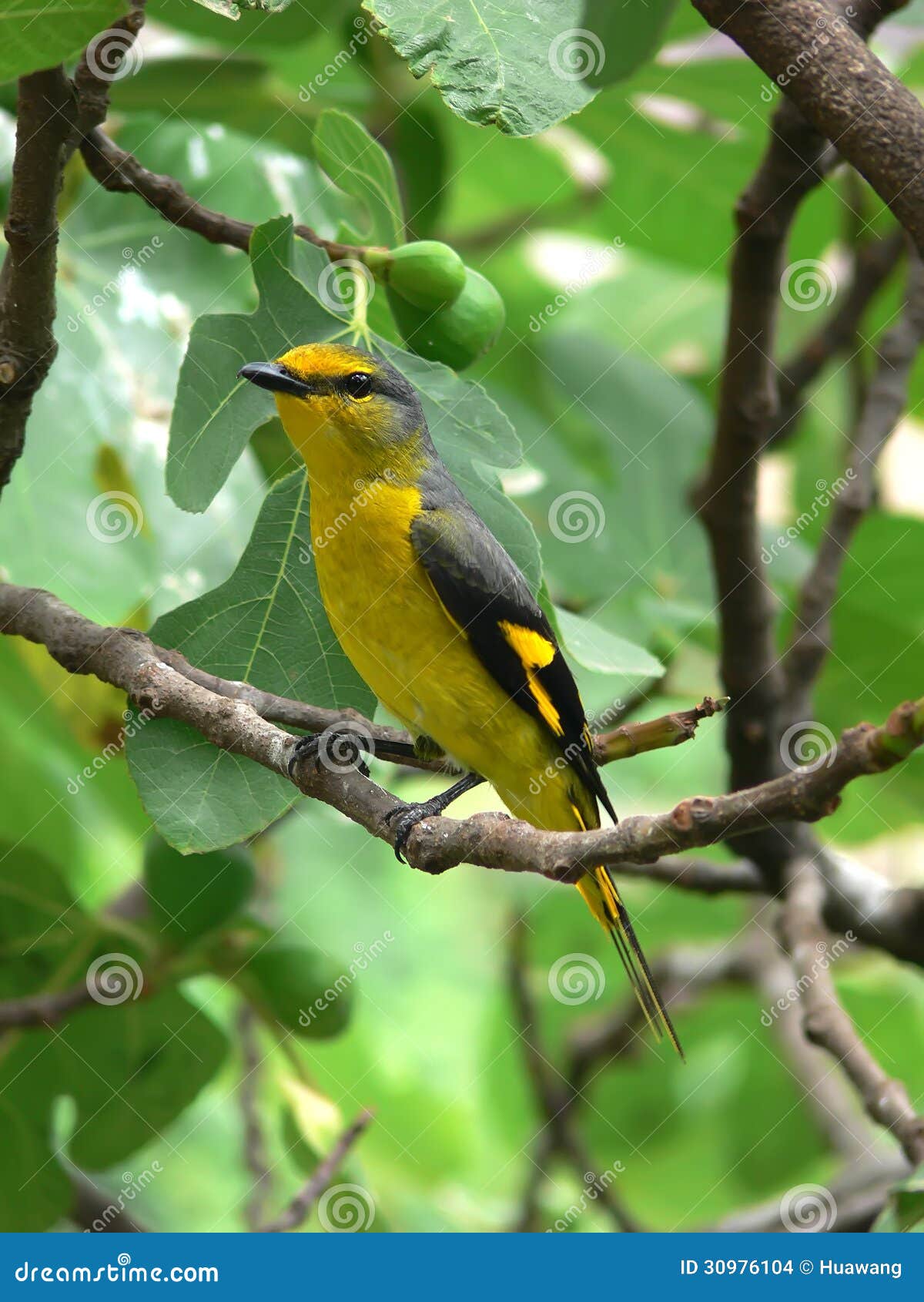 Mountain pepper bird stock photo. Image of leaves, green - 30976104
