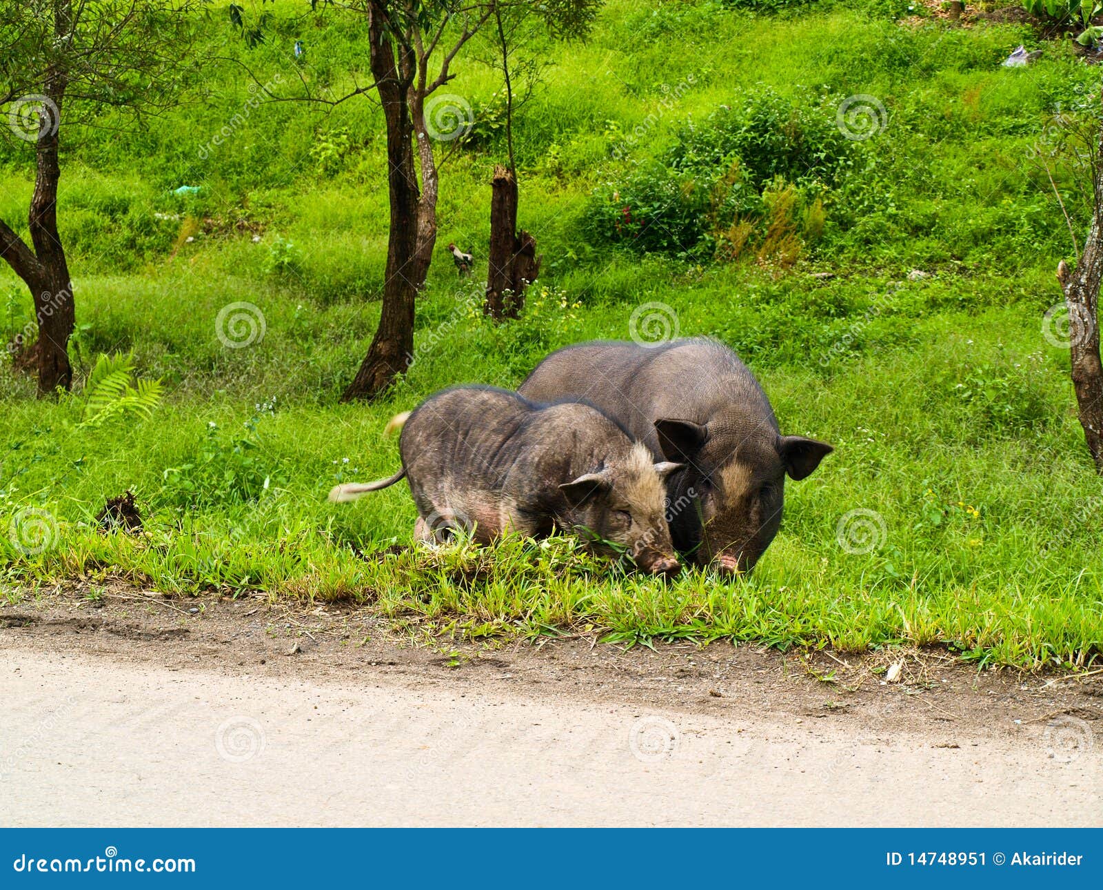 Mountain Pig stock image. Image of touch, season, thailand - 14748951