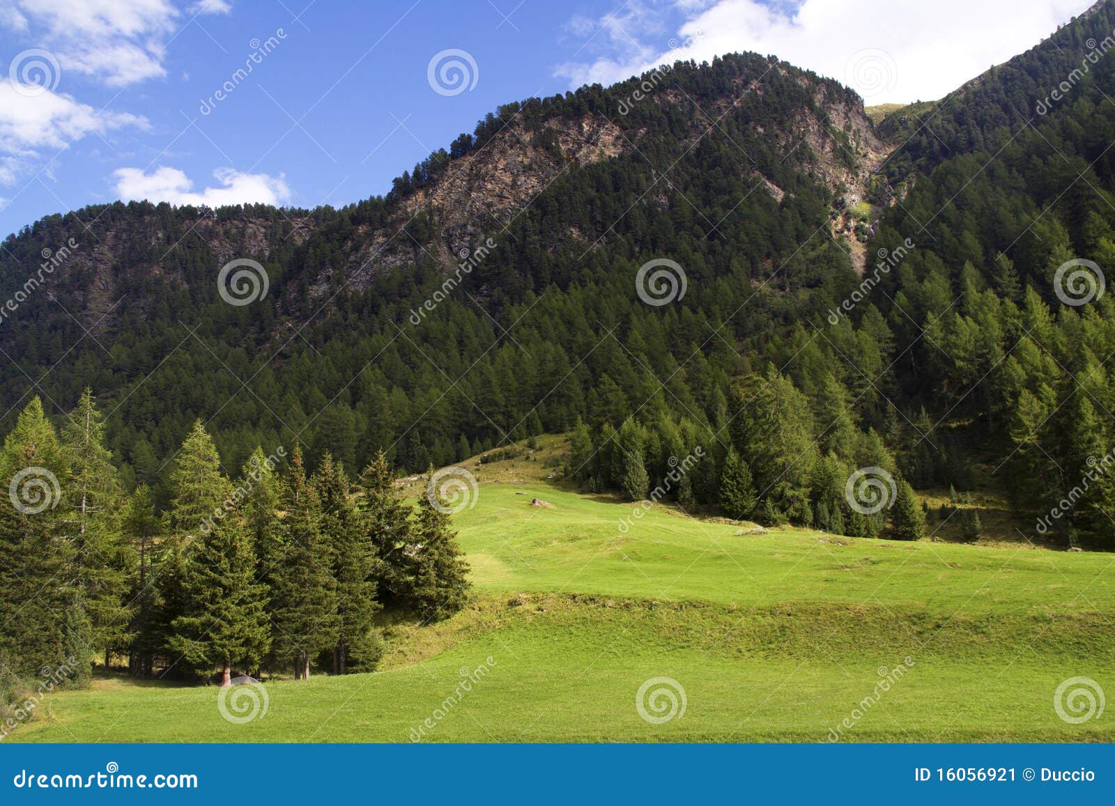 Mountain pine stock image. Image of serene, alps, landscape - 16056921