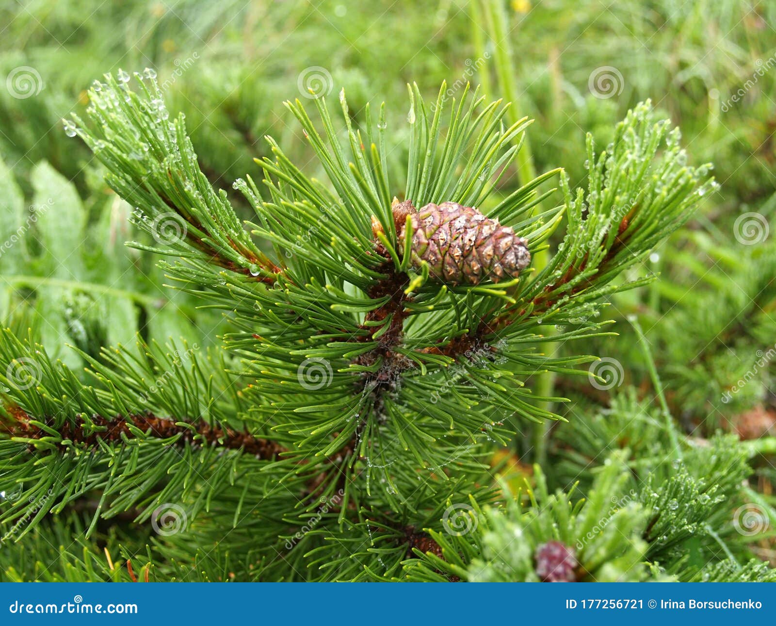 Mountain Pine Escape with Bumps Pinus Mugo Turra Stock Image - Image of ...
