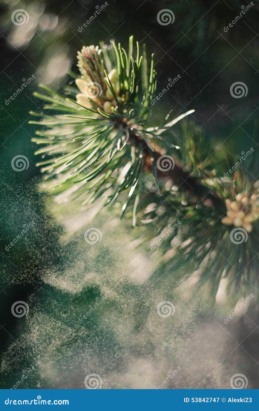 Mountain pine pollen stock image. Image of tree, branch - 53842747