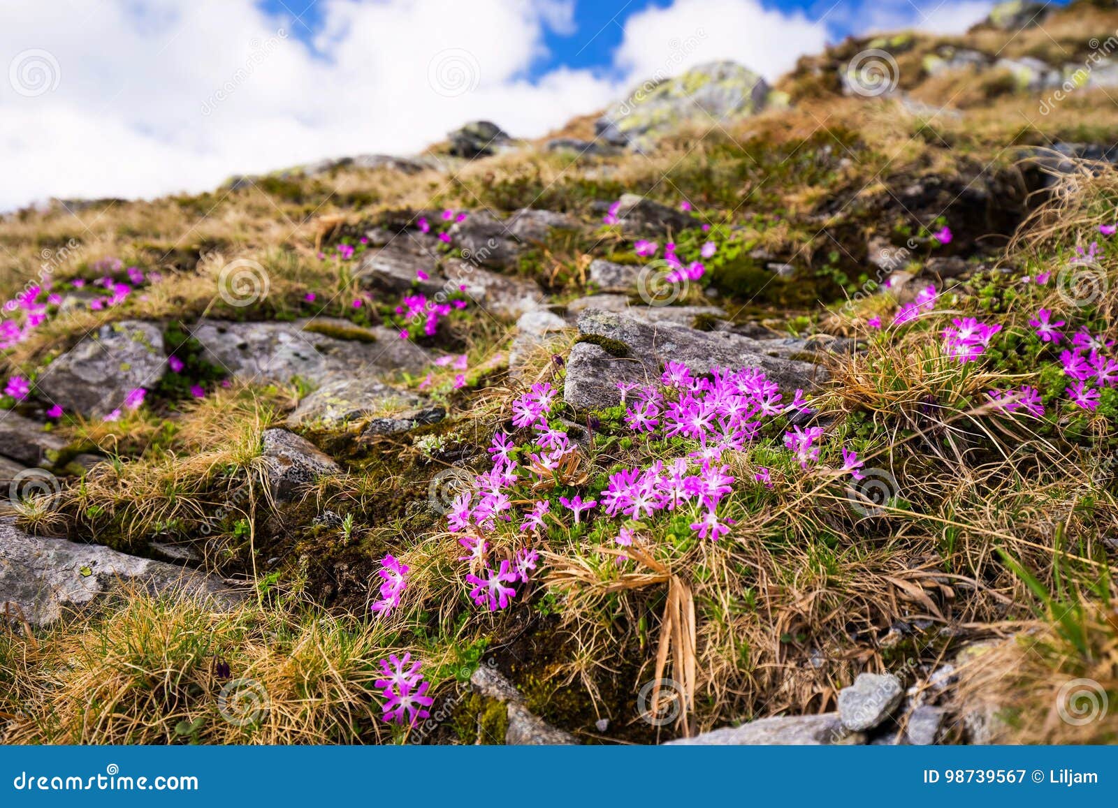 Mountain Pink Flowers, Primula Minima Stock Image - Image of light ...